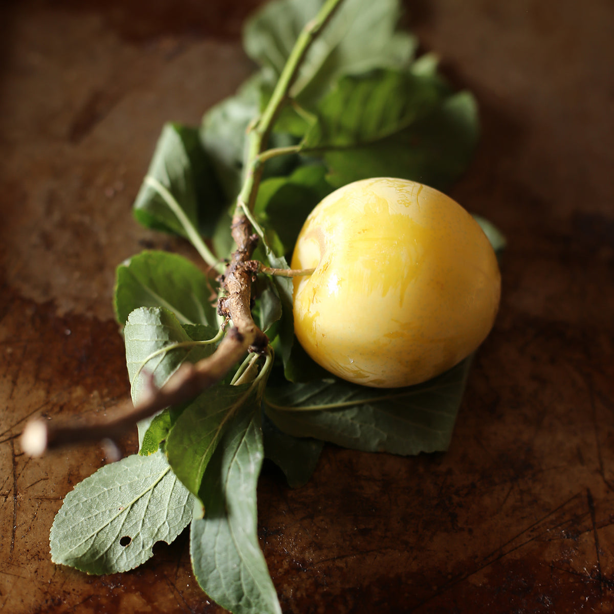 Plum Bitters | Girl Meets Dirt